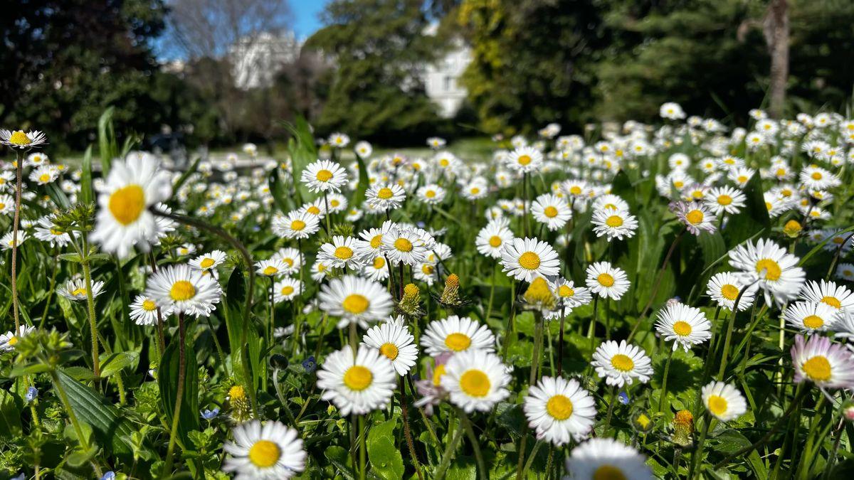 Growing Daisies in Raised Garden Beds: Garden Design Guide – Land Guard