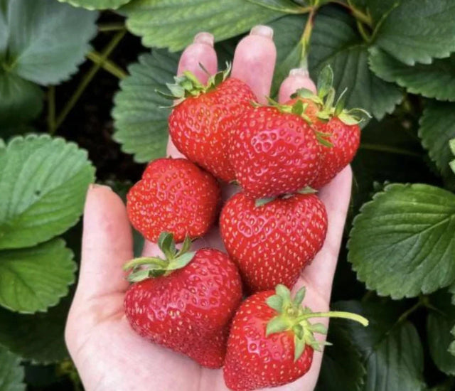 Growing Strawberries in Raised Garden Beds: A Complete Guide – Land Guard