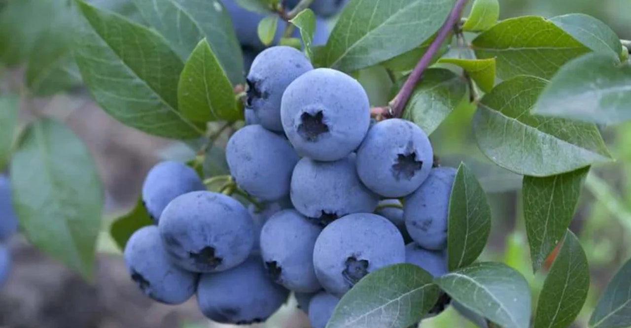 How to Grow Blueberries in Raised Garden Beds: 7 Tips – Land Guard
