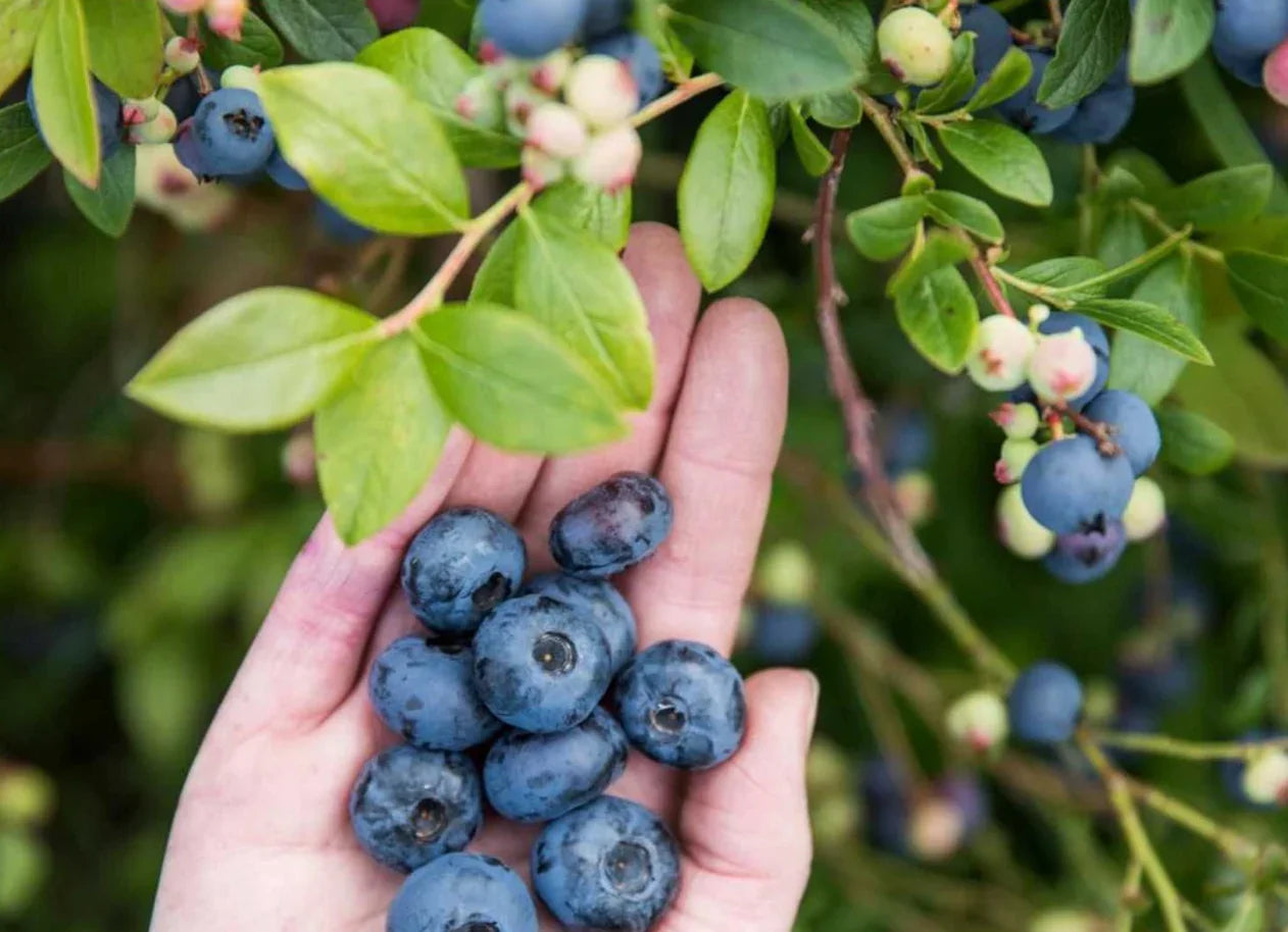 Common Mistakes That Can Kill Your Blueberry Plants – Land Guard