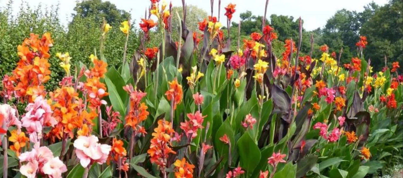 8 Humidity-Loving Plants for Muggy Air & Garden Beds – Land Guard