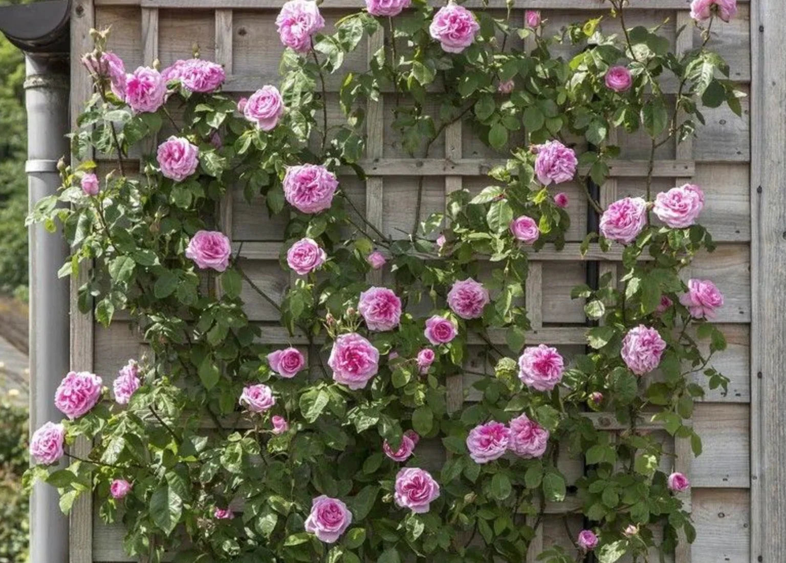 8 Perennial Vines for Garden Fences and Walls – Land Guard