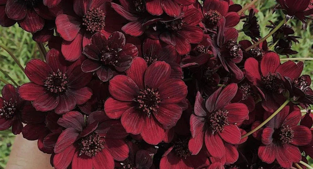 Chocolate Themed Garden: 8 Flowers for Raised Garden Beds – Land Guard