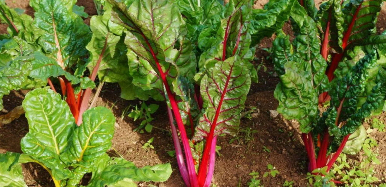 Rainbow Chard for the Garden: Edible Art with Neon Stems – Land Guard